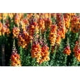 250 Fragrant Orange Wonder Snapdragon Antirrhinum Majus Plant Flower ...