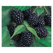 6 barerot plant Joan J Thornless Everbearing Red Raspberry -Huge 2 Yr ...