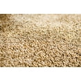 CZ Grain Climax Timothy Grass Seeds, 1 Pound, Easy to Grow, Wildlife ...