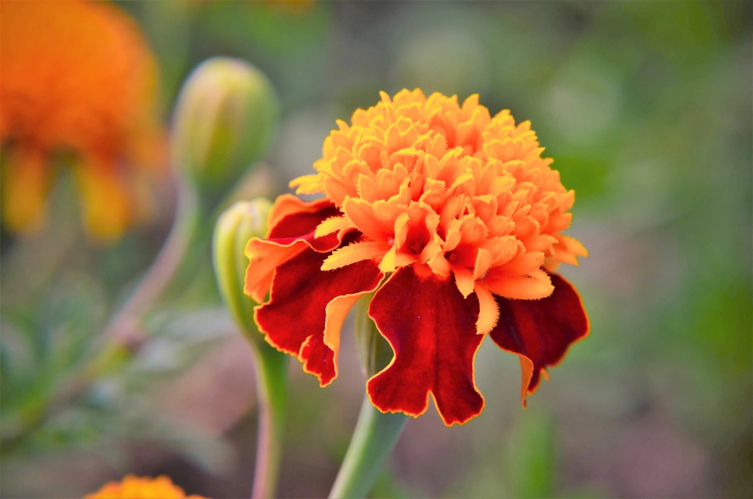 250 DWARF DOUBLE MARIGOLD ' Orange Flame ' Tagetes Patula French Red ...