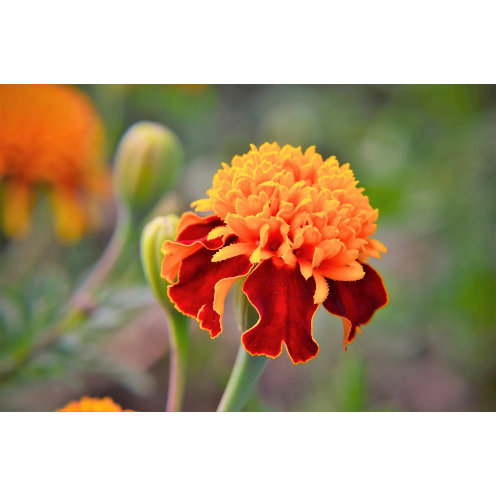 Click here for Seedville Usa 250 Dwarf Double Marigold  Orange Fl... prices
