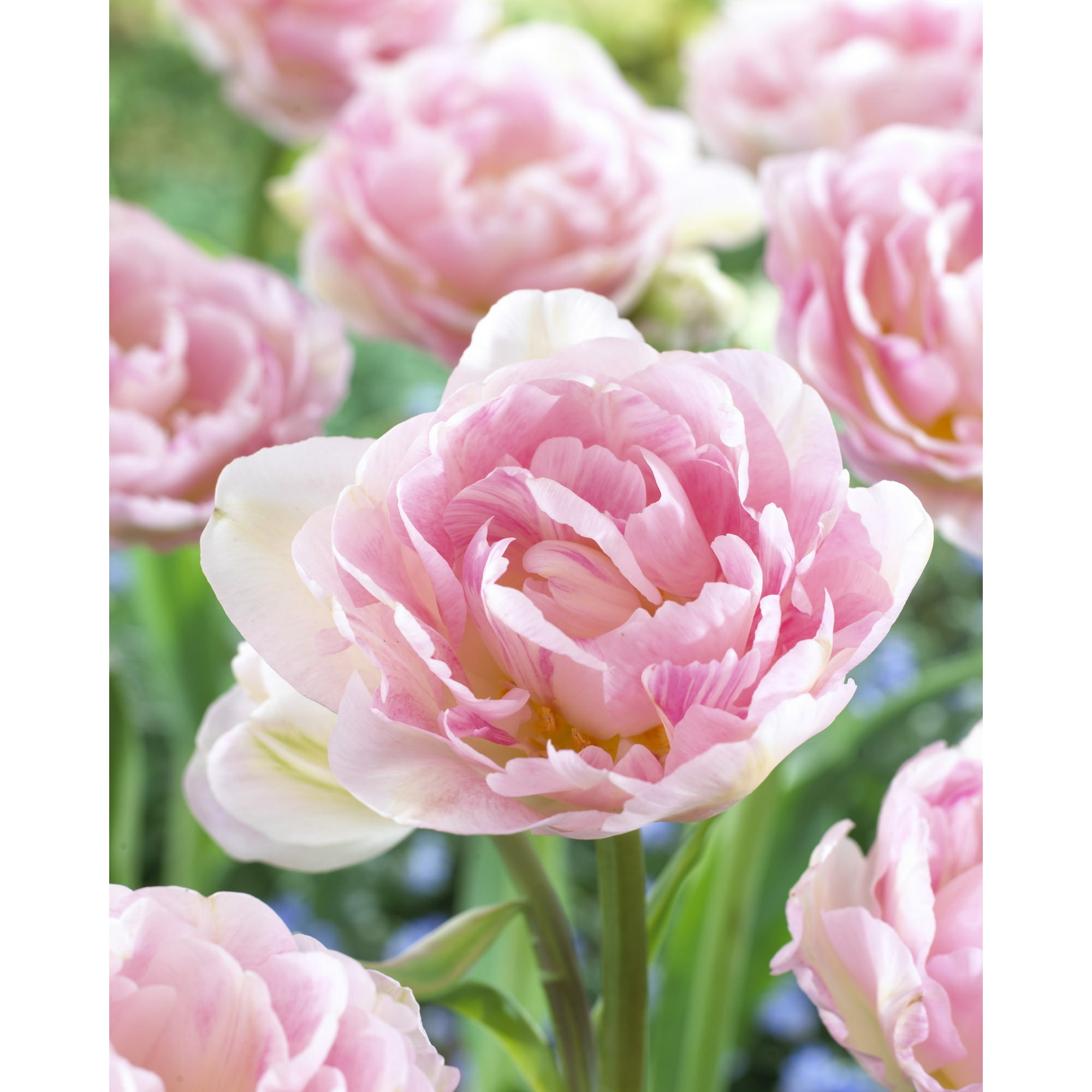 Click here for Tasc Tulip Double Late Angelique prices