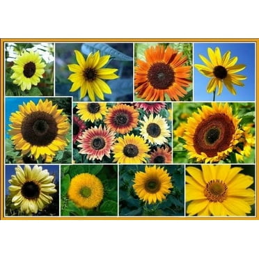 100+ Chocolate Sunflower Seeds for Planting - Attractive and Easy to ...