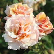 Heirloom Roses - Lady Mitchell™ English Legend Rose Plant - Walmart.com