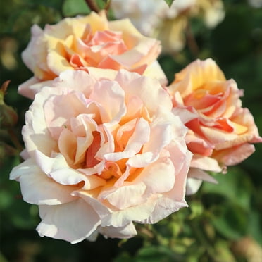 Heirloom Roses - Lady Mitchell™ English Legend Rose Plant - Walmart.com