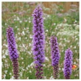 Everwilde Farms - 1 oz Prairie Blazing Star Native Wildflower Seeds ...