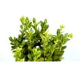 3 Gal. Sky Pencil Holly - Vertical Accent Plant - Walmart.com