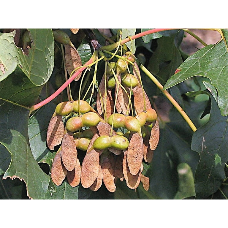 Sugar Maple Fruit