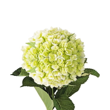 Bloomingmore White Hydrangeas Fresh Cut Flowers, Real Bunch, 40 Stems ...