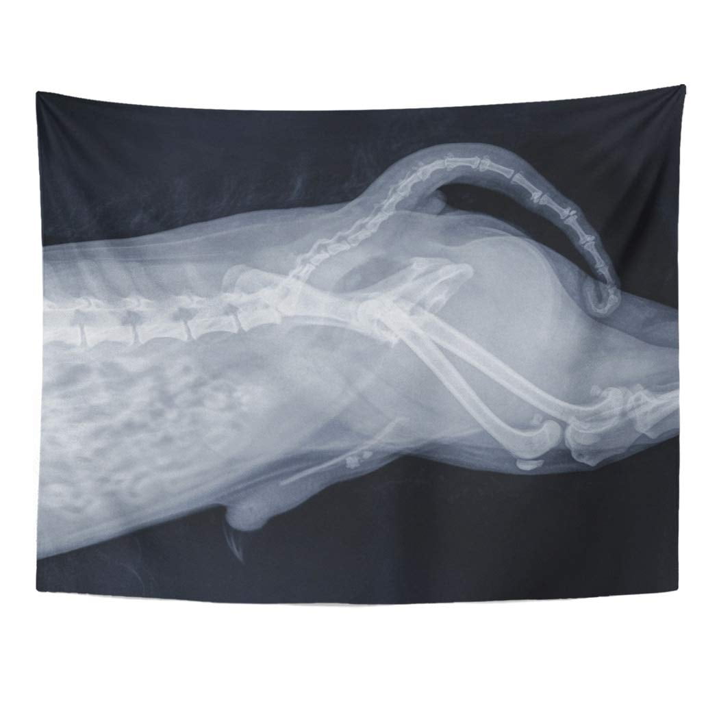 UFAEZU Infection Original X Ray The Abdomen Dog Stones in Bladder and ...