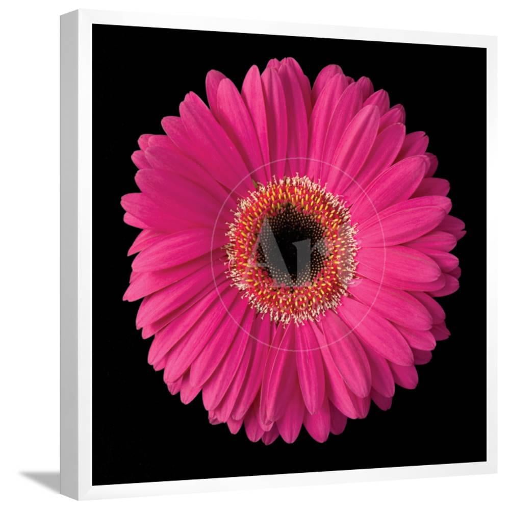Pink Gerbera Daisy, Botanical Framed Art Print Wall Art by Jim ...
