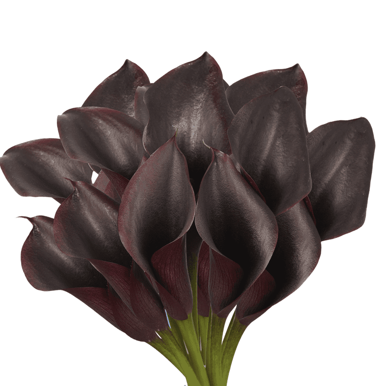 Black Calla Lilies