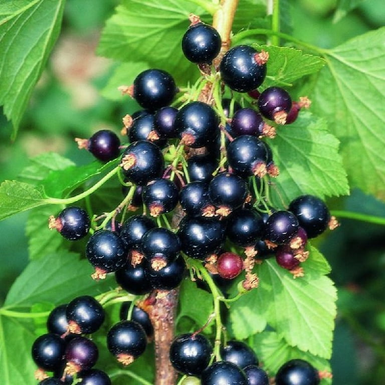Black Currant Bush