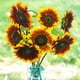 Ruby Passion Sunflower Flowering Seeds, 15 seeds per pack - Walmart.com