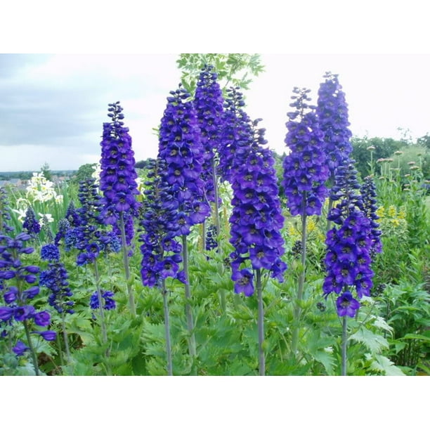 50 BLACK KNIGHT DELPHINIUM Cultorum Pacific Giant Larkspur Flower Seeds - Walmart.ca