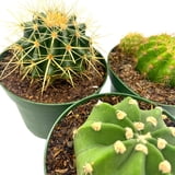 Barrel Cactus Assortment, 4 inch Set of 3, Easter Lily, Lemon Barrel ...