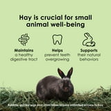 Kaytee Timothy Wafer Cut Hay for Rabbits, Guinea Pigs, Rats - High ...