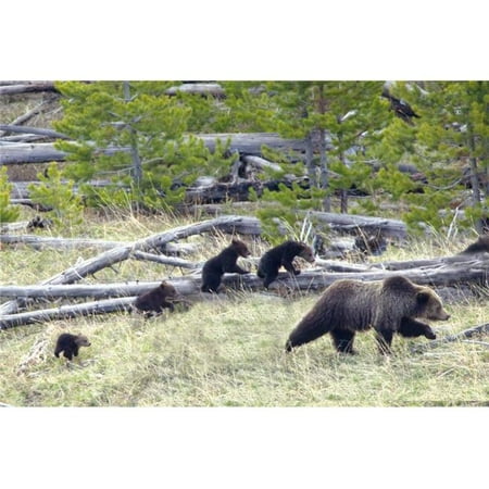 Sow Grizzly Bear Ursus Arctos Horribilis Conduit et Guide Ses Quatre ...