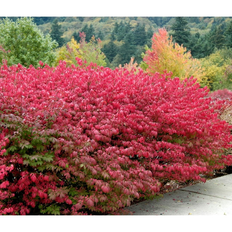 Dwarf Burning Bush