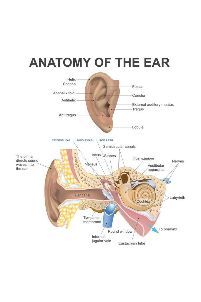Anatomy Of The Human Ear Diagram Chart Thick Paper Sign Print Picture ...