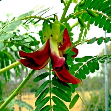 Dark Red Hummingbird Trumpet Vine Seeds Hardy Hummingbirds Love It ...