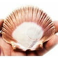 Set of 50: Mexican Flat Scallop Shells Seashells Large 3" Crafts ...