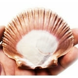 Set of 50: Mexican Flat Scallop Shells Seashells Large 3" Crafts ...