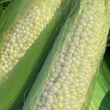 Honey Select Hybrid Triplesweet Corn Garden Seeds (Treated) - 1 Lb ...