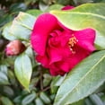 Camellia Plant Live, Camellia Flower Shrub, Well-Rooted in Pot, Cold ...