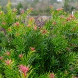 Southern Living Mood Ring Podocarpus Live Shrub in 2-Gallon Grower Pot ...