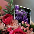 3drose, Lilac Bush Done in a Watercolor Digitally to Enhance Color, 6 ...