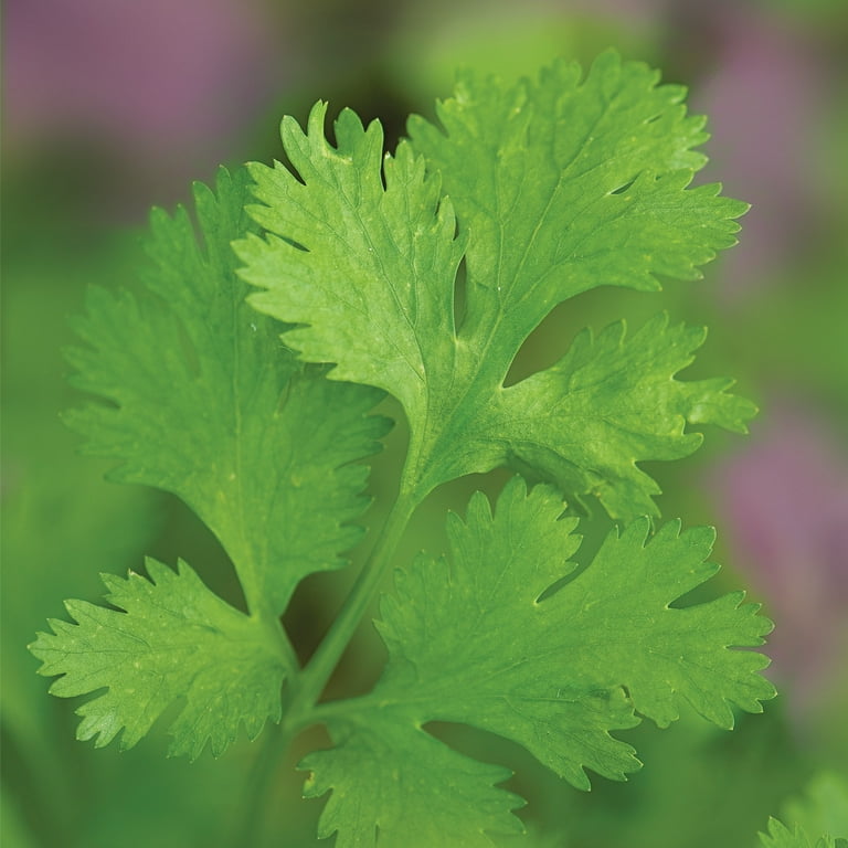 Cilantro Herb