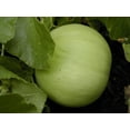 150 Seeds HONEYDEW GREEN FLESH Cucumis Melo Inodorus Melon Fruit Seeds ...