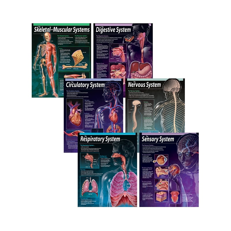 HUMAN BODY CHART PACK - Walmart.com