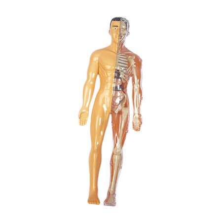 HILABEE Human Body Model Toy Human Body Organ Awareness Montessori Toy ...