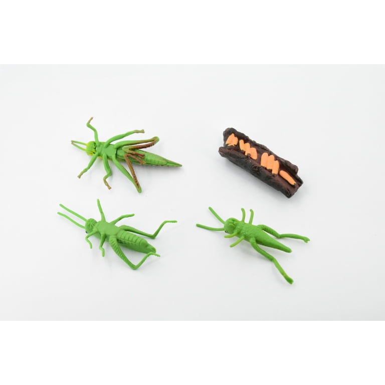 Life Cycle Of A Locust