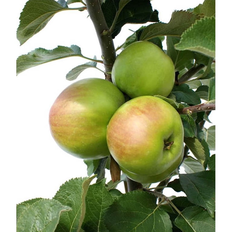 Dwarf Granny Smith Apple Tree