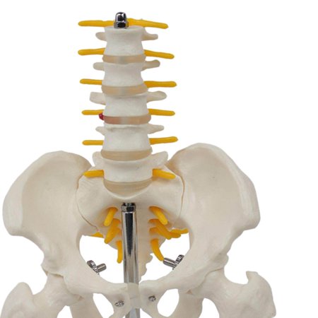 pitrice PVC Human Pelvis with Pelvis and Leg Bones Learning Puzzle Toy ...