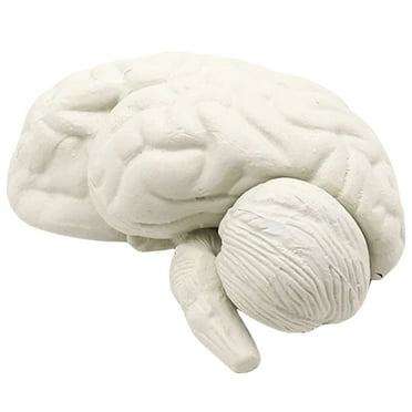 Learning Resources Brain Anatomy Realistic Model - Walmart.com