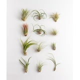 Home Botanicals Assorted Air Plant (Collection of 12) - Walmart.com