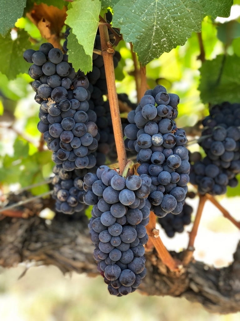 Pinot Noir Grapes