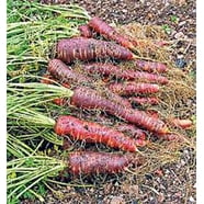 Four O'clock Bright Red 100 Seeds Beautiful Vivid Redish Colored Bloom ...