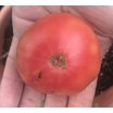 Tims Black Ruffles Heirloom Tomato Premium Seeds Packet - Walmart.com