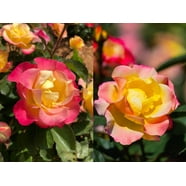 Fragrant Live Rose Plant - Fresh Heirloom Roses Portlandia‚Ñ ...