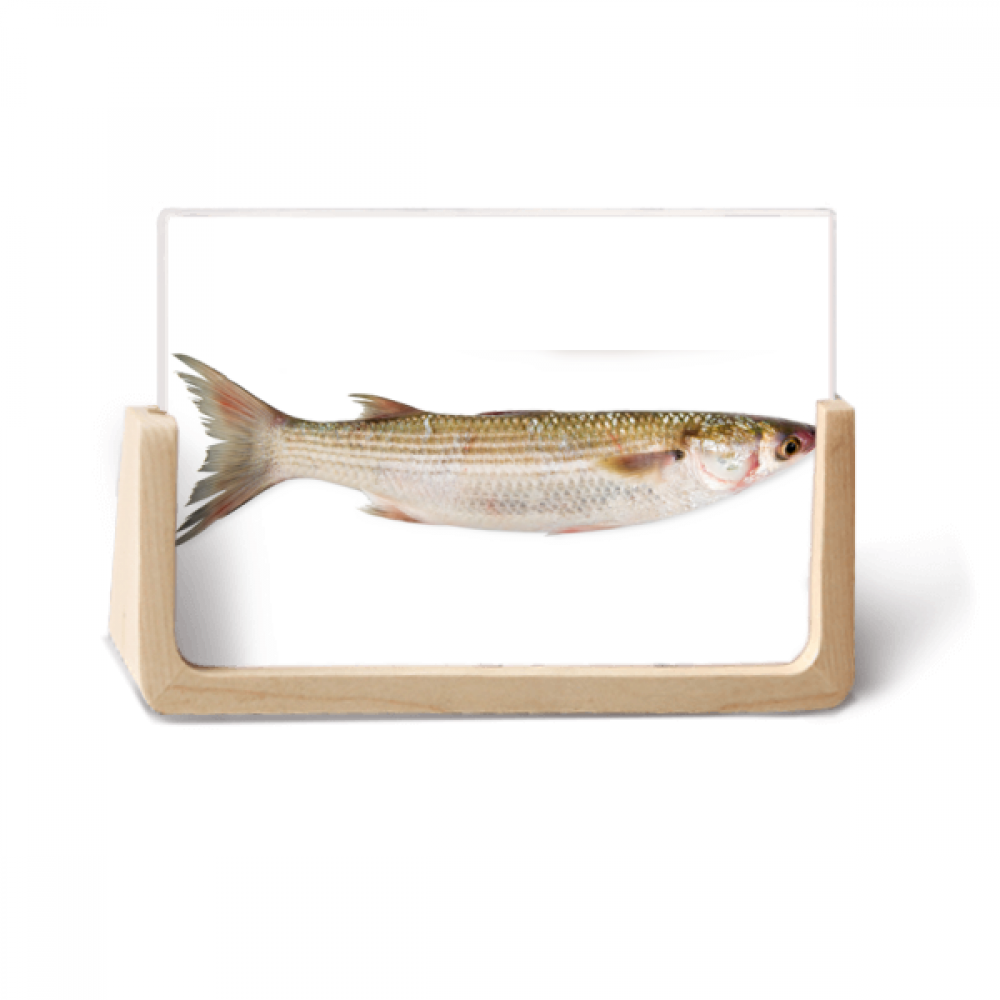 Ocean Fish Fresh Activity Photo Wooden Photo Frame Tabletop Display ...
