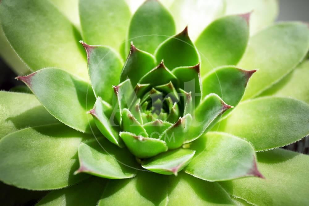 Beautiful Succulent Plant close Up, Botanical Unframed Photographic ...