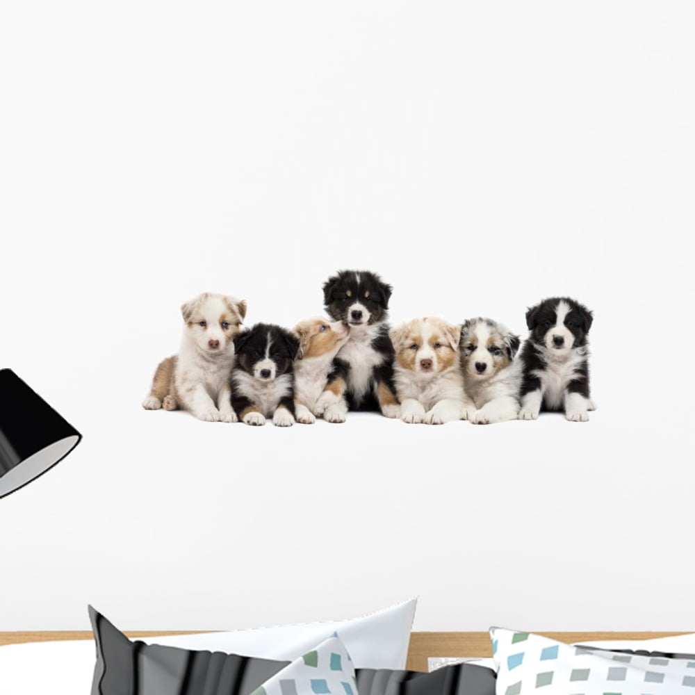 Front Australian Shepherd Puppies Wall Mural by Wallmonkeys Peel and ...