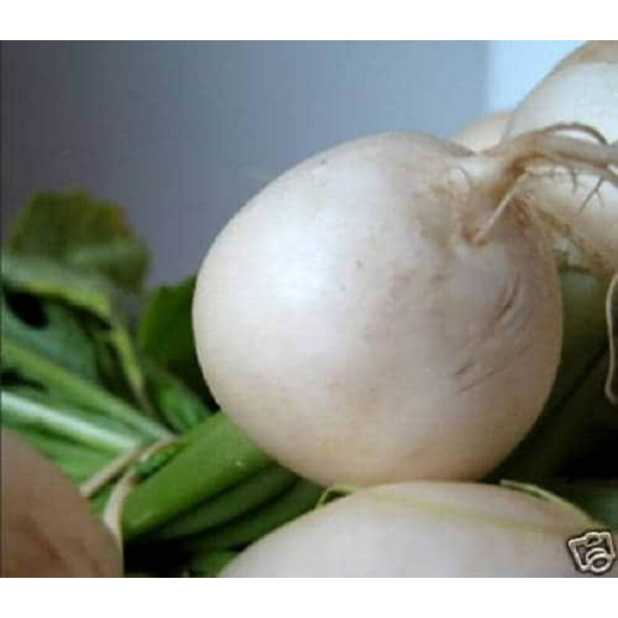 Click here for Seedville Usa 300 White Egg Turnip Brassica Rapa V... prices