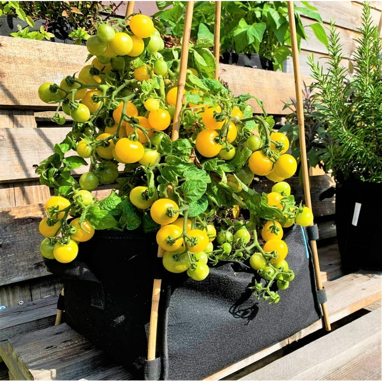 How To Grow Sungold Cherry Tomatoes In Containers at Lola Goll blog