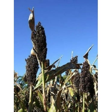 50 MENNONITE SORGHUM Sugar Cane Sorghum Bicolor Grain Vegetable Seeds ...